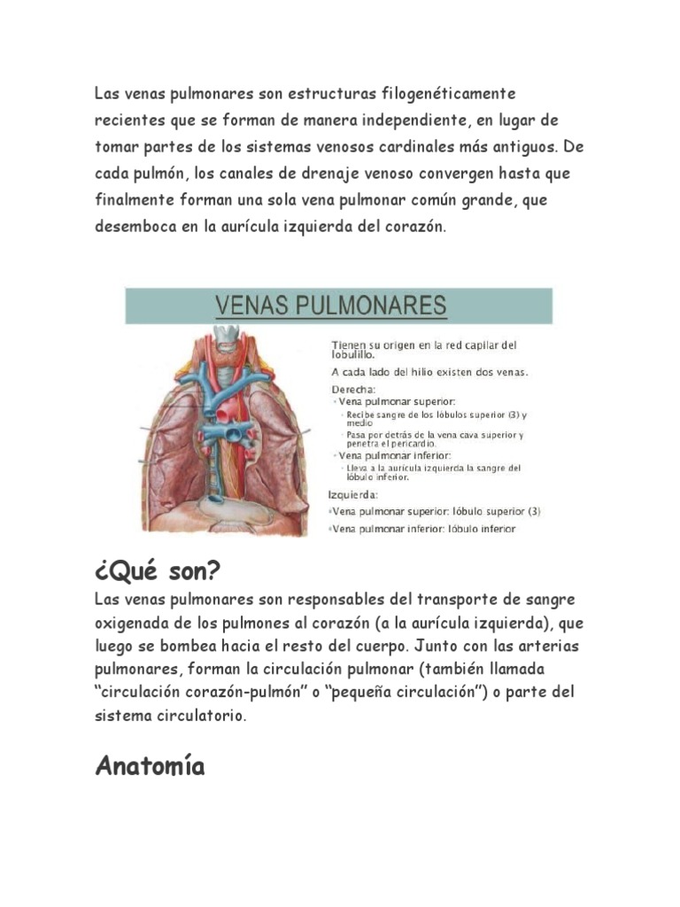 Función y Anatomía de las Venas Pulmonares | PDF | Vena | Pulmón
