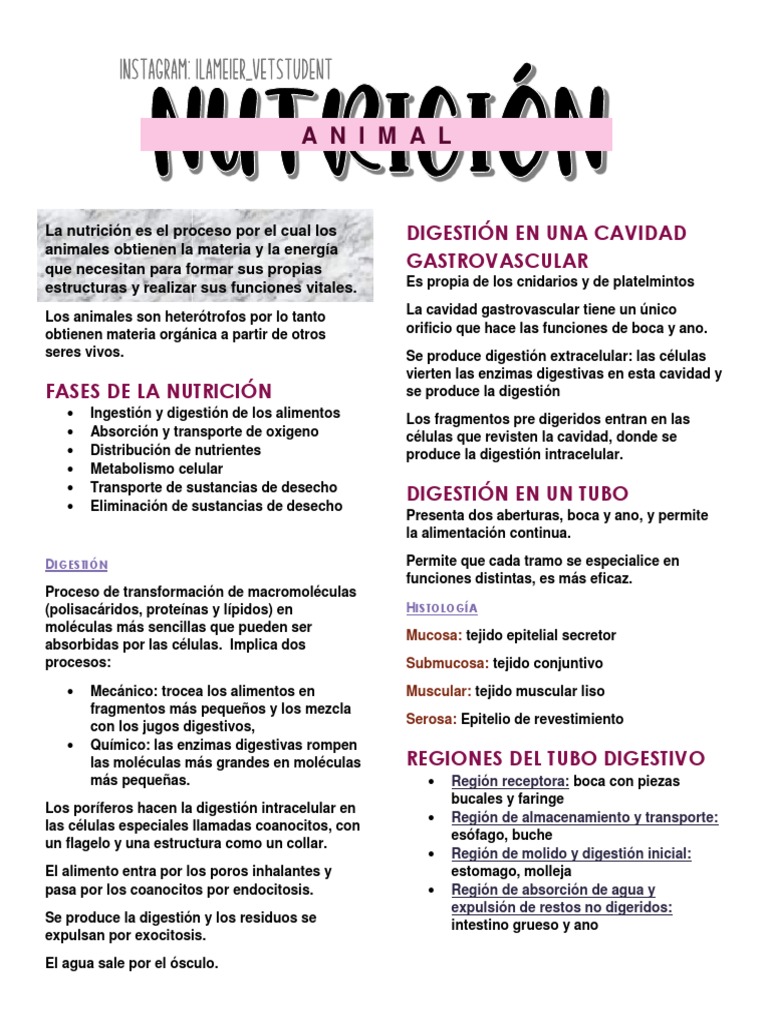 Nutrición Animal | PDF | Digestión | Sistema digestivo humano