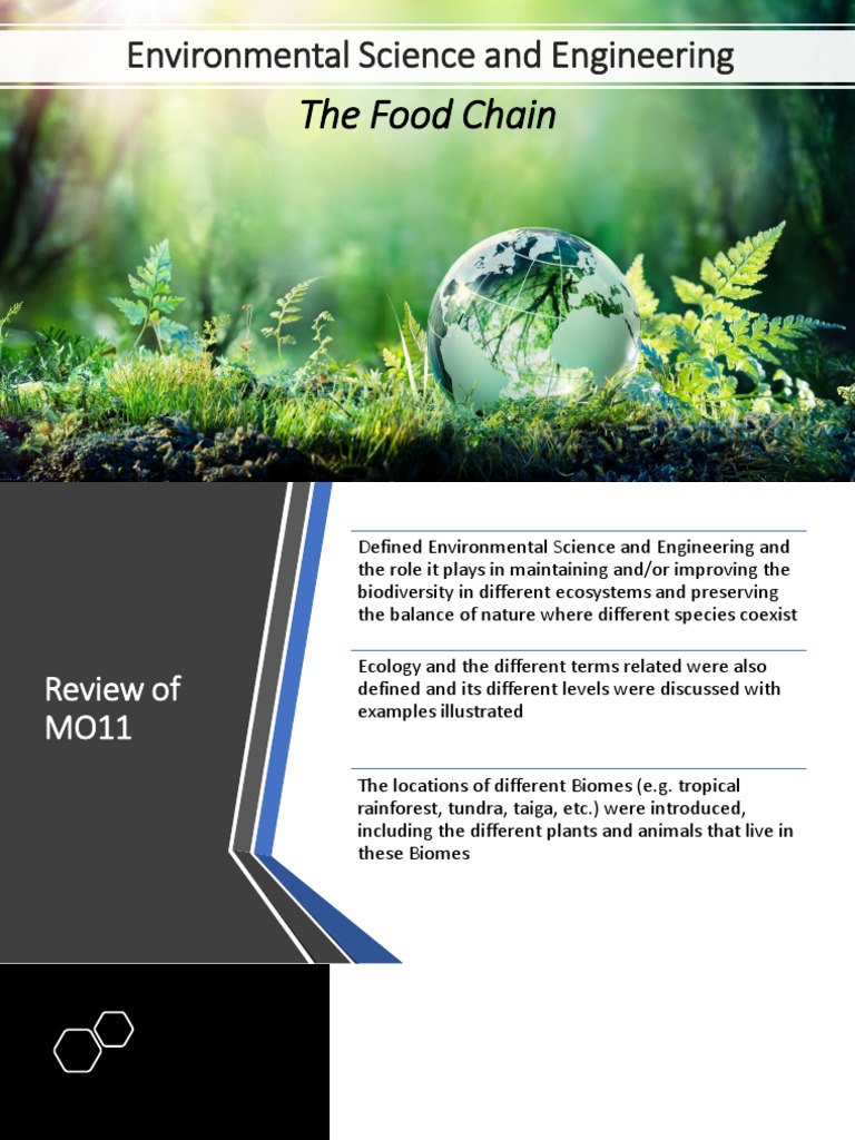 The Food Chain | PDF | Food Web | Systems Biology