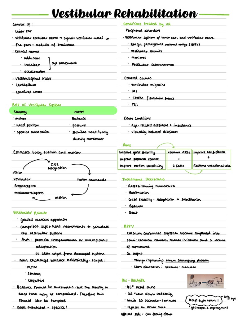 Vestibular Rehabilitation: An Overview of the Vestibular System ...