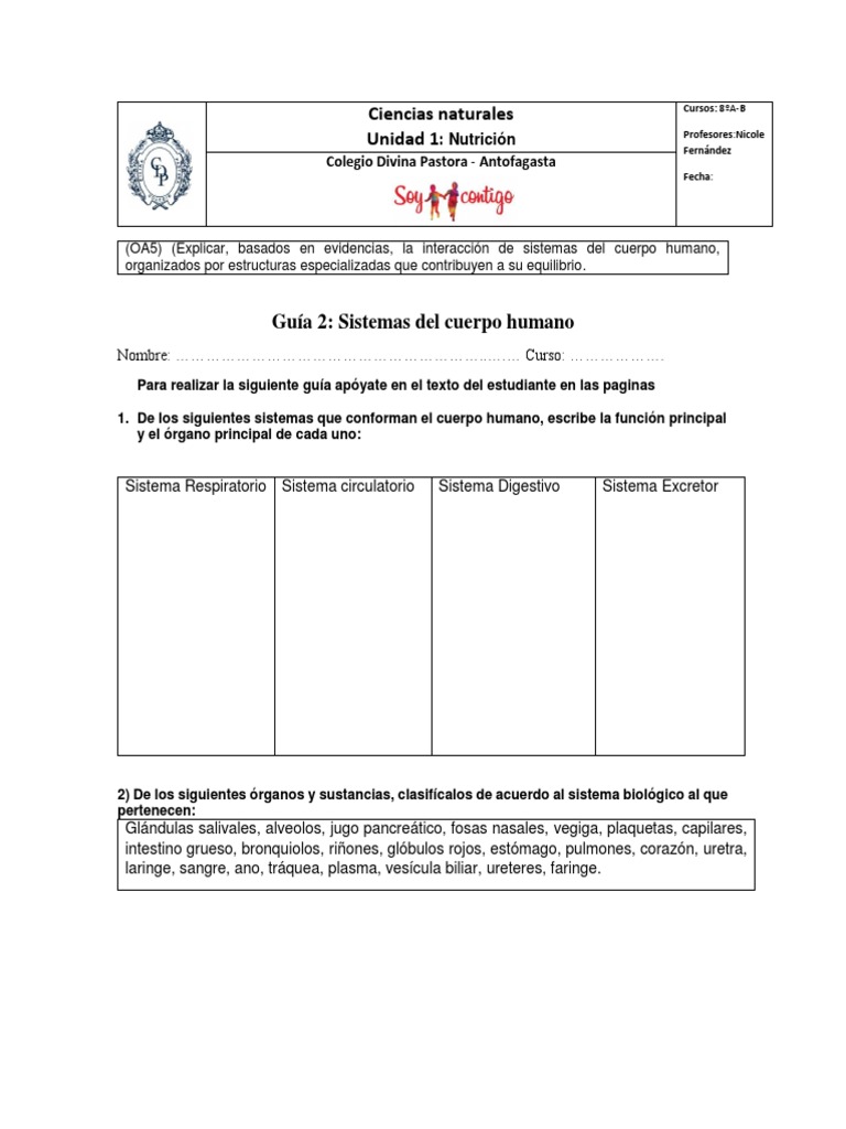 Guía de Sistemas del Cuerpo Humano 8º Básico | PDF | Sistema digestivo ...