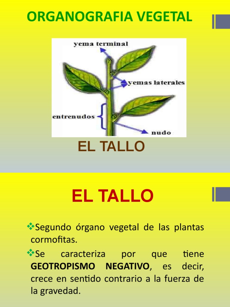 Estructura y Funciones del Tallo | PDF | Tallo de la planta | Hoja