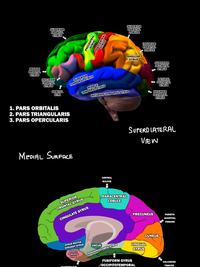 Re O Lpt1 Ral Vre/1/1: 1. Pars Orbitalis 2. Pars Triangularis Pars ...