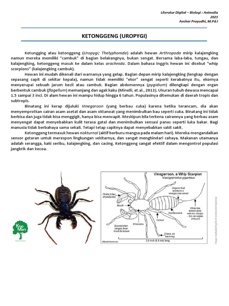 Ketungging (Uropygi) | PDF