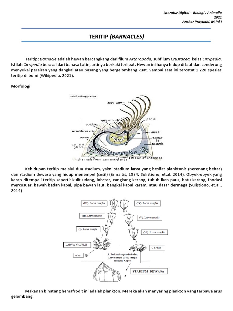Teritip (Barnacles) | PDF