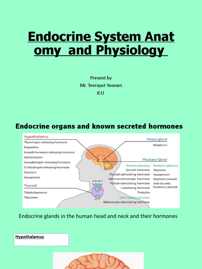 Endocrine System Anatomy & Hormones | PDF | Cell Signaling | Endocrine ...