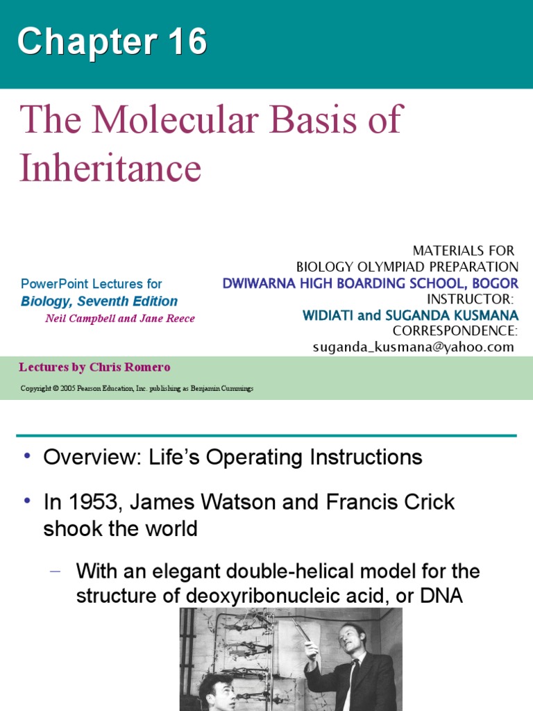 Chapter 16 The Molecular Basis of Inhertiance | PDF | Dna Replication ...