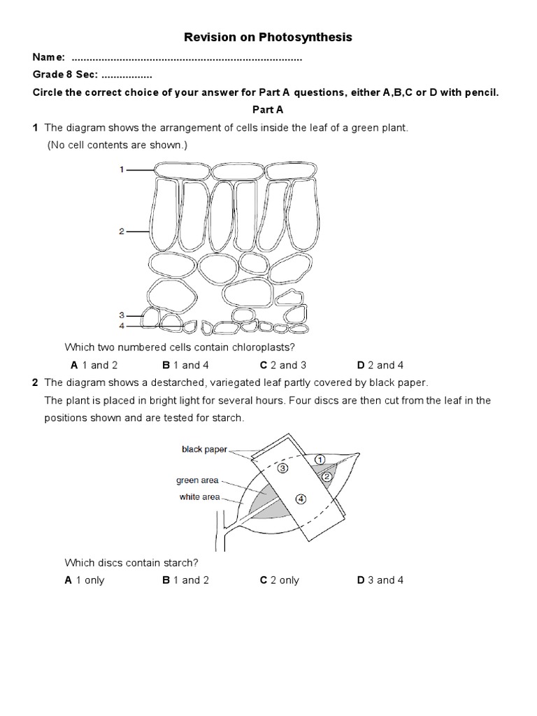 GR 8 Photosynthesis - Work Sheet 1 | PDF | Photosynthesis | Leaf