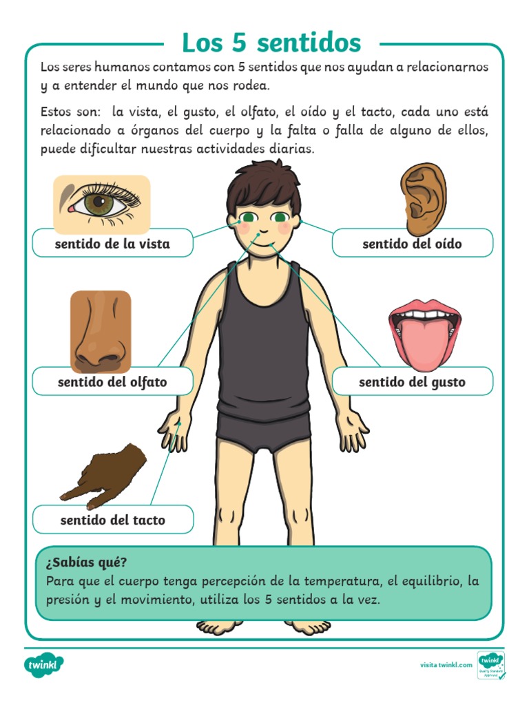 Fichas de Los 5 Sentidos Educadora Nicole Vásquez Curinao | PDF ...