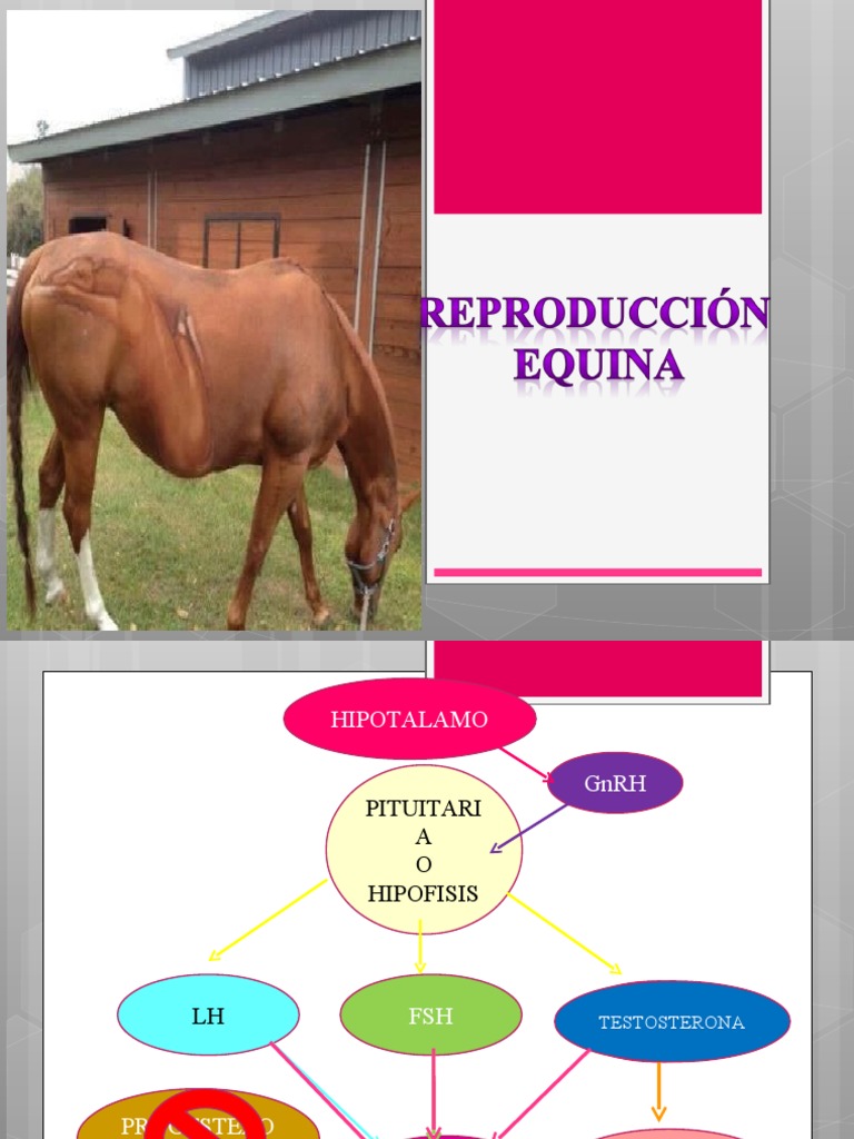 Reproducción Equina 2019 | PDF | El embarazo | Parto