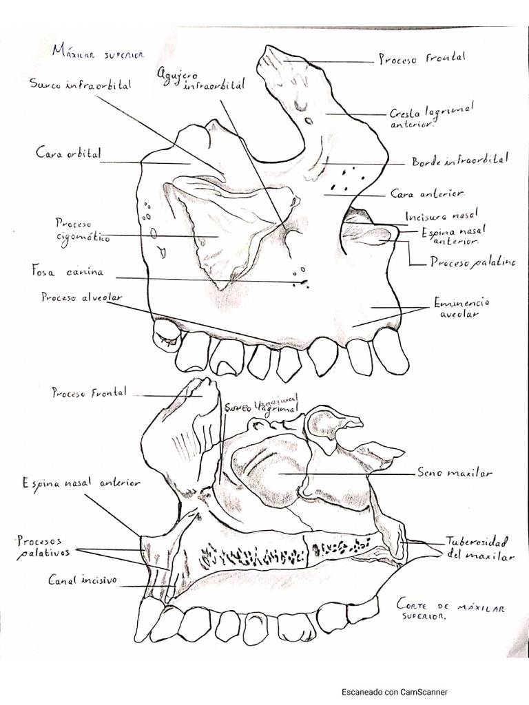 Dibujos de Maxilar y Mandíbula | PDF