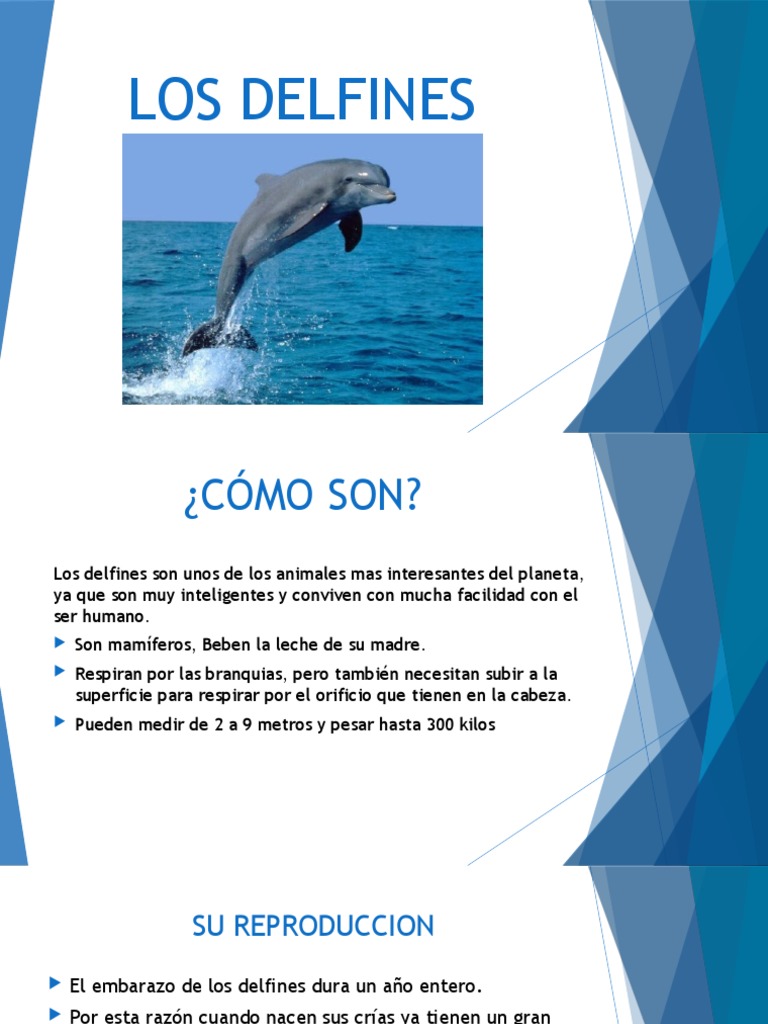 Los Delfines | PDF