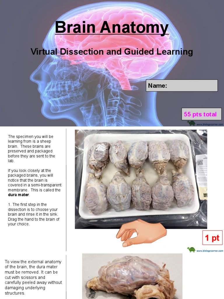 Sheep Brain Dissection Guide | PDF | Brainstem | Neuroscience