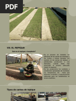 Glosario de briofitos y caulidios | PDF | Hoja | Plantas