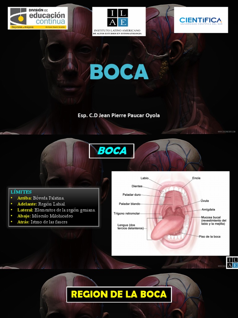 Anatomía Detallada de la Boca y Lengua | PDF | Lengua | Cara