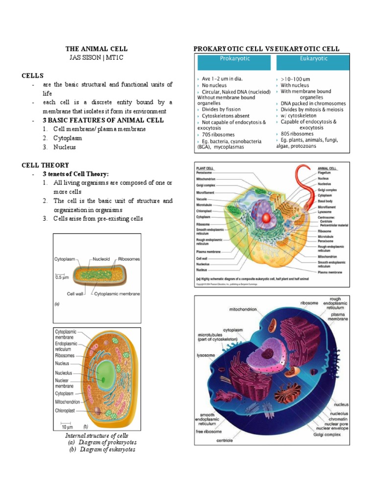 Internal Structure of Cells (A) Diagram of Prokaryotes (B) Diagram of ...