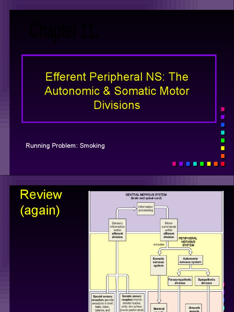Chapter 11 Efferent Division | PDF | Acetylcholine | Autonomic Nervous ...