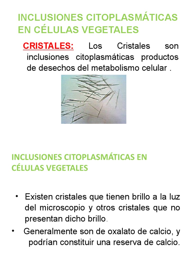 Inclusiones Citoplasmáticas en Plantas | PDF | Citoplasma | Biología ...