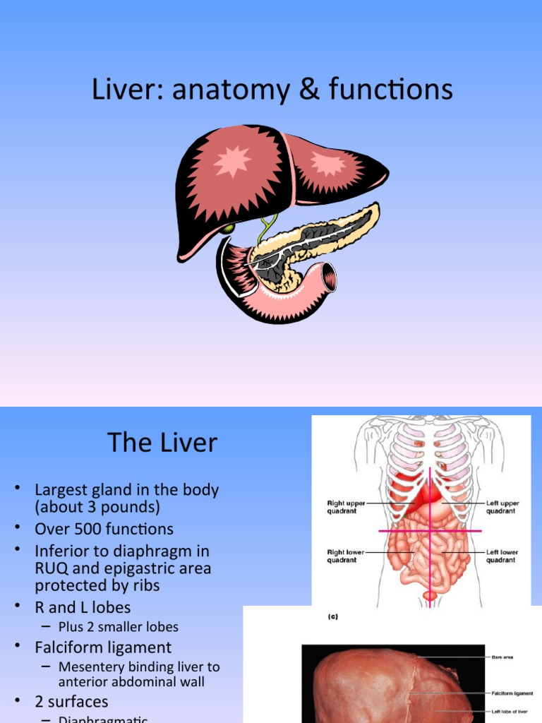 Liver: Anatomy & Functions | PDF | Liver | Bile