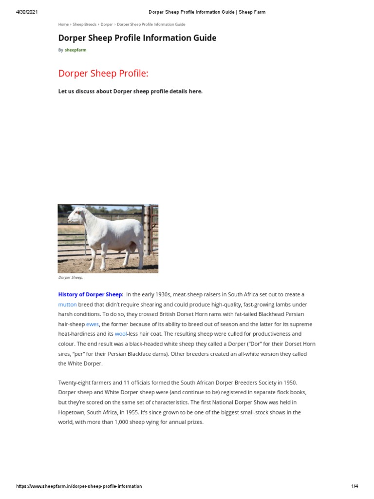 Dorper Sheep Profile Information Guide - Sheep Farm | PDF | Sheep ...