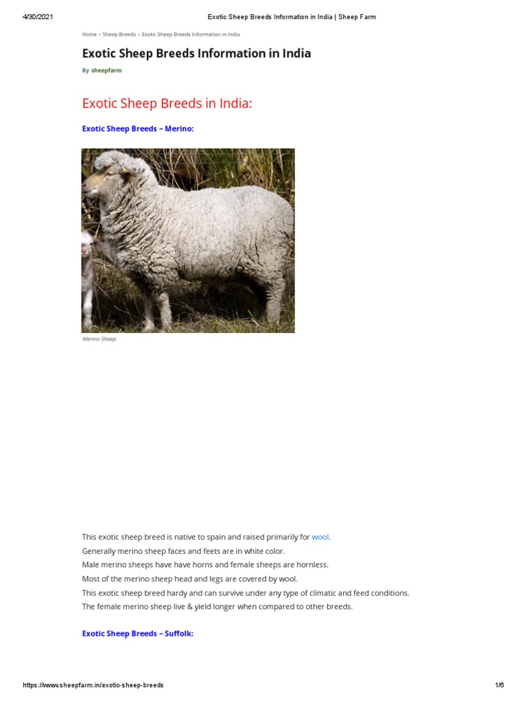 Exotic Sheep Breeds Information in India - Sheep Farm | PDF | Sheep | Wool