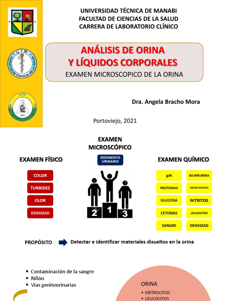 Examen Microscopico | PDF | Sistema urinario | Riñón