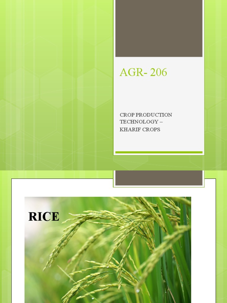 Crop Production Technology - Kharif Crops | PDF | Sowing | Rice