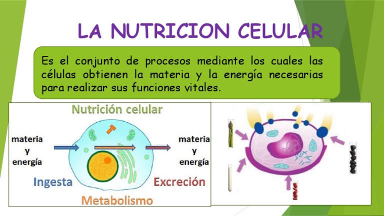 La Nutricion Celular | PDF La Nutricion Celular | PDF