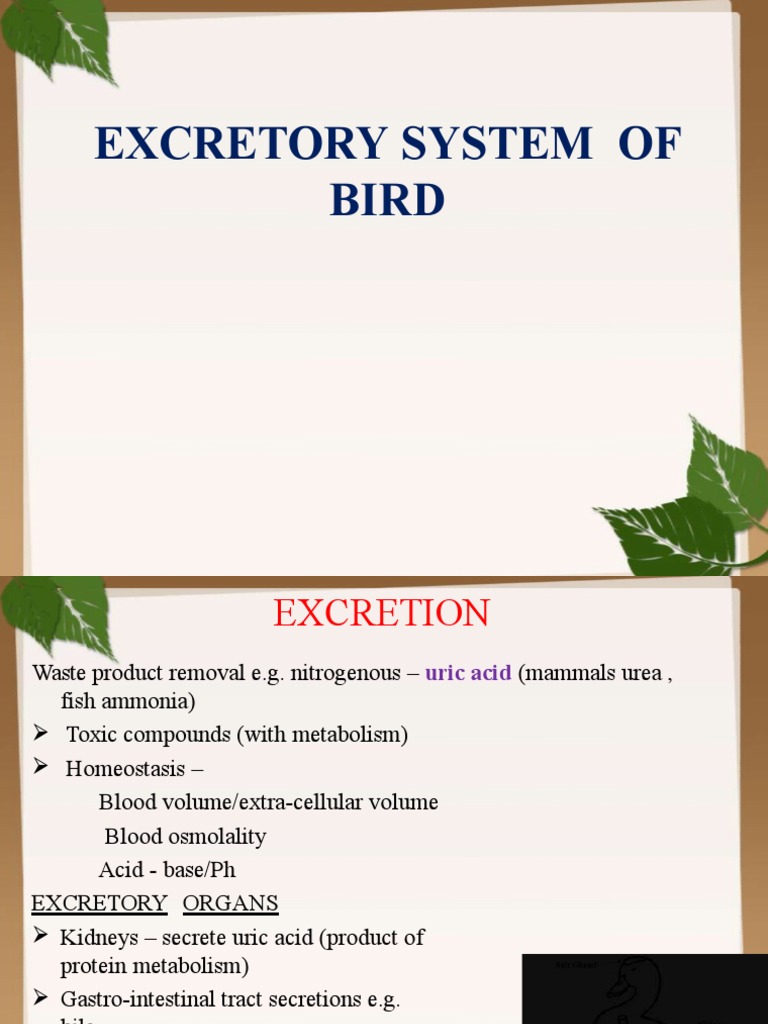 Excretory System of Bird | PDF | Kidney | Urinary System