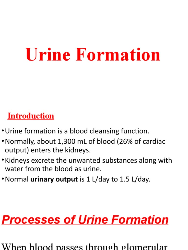 Urine Formation | PDF | Kidney | Urinary System