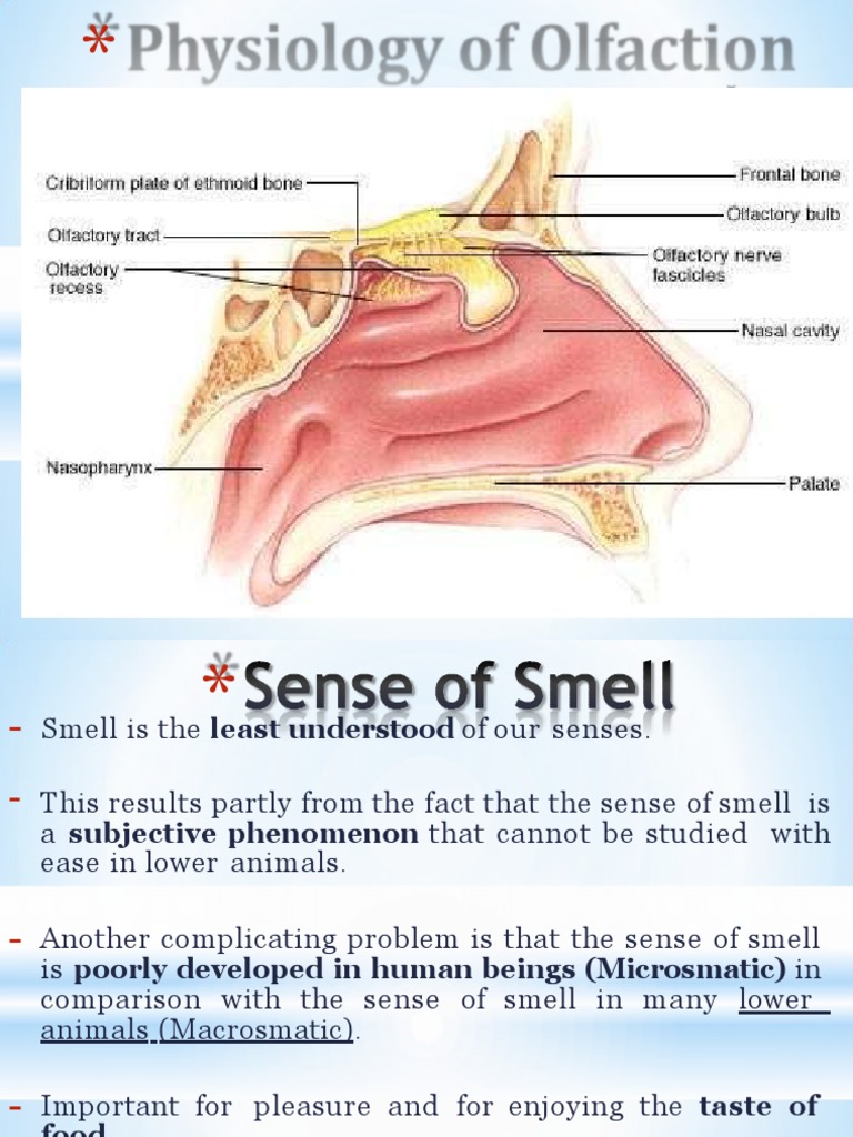 Sense Of Smell Diagram