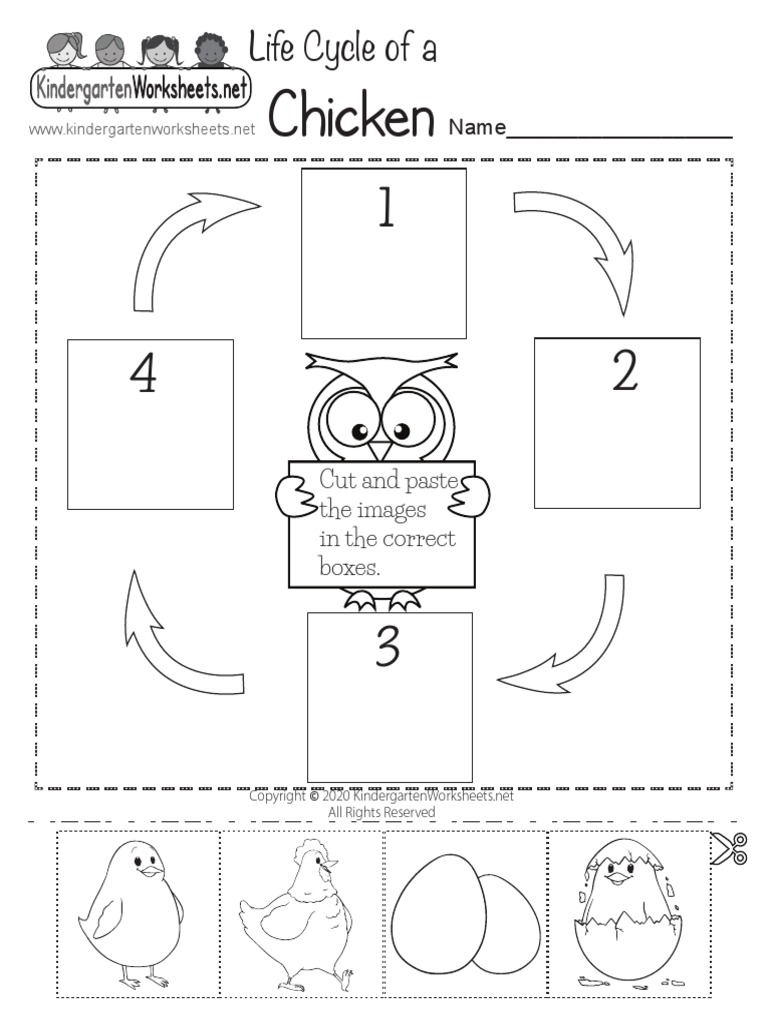 Life Cycle of A Chicken Worksheet | PDF