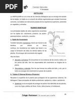 Guia Grado 7 Biologia Tejidos Vegetales | PDF | Plantas | Hoja