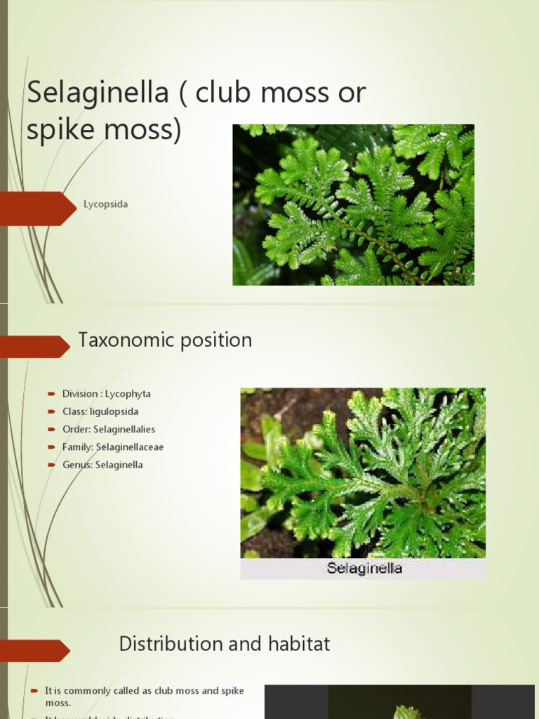 Selaginella (Club Moss or Spike Moss) : Lycopsida | PDF | Leaf | Tissue ...