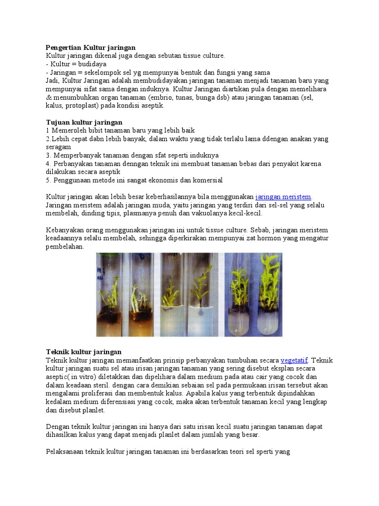 Kultur Jaringan: Perbanyakan Tanaman melalui Teknik Bioteknologi | PDF