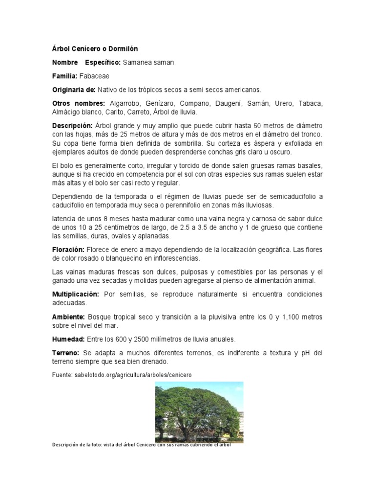 Árbol Cenícero o Dormilón | PDF | Arboles | Plantas