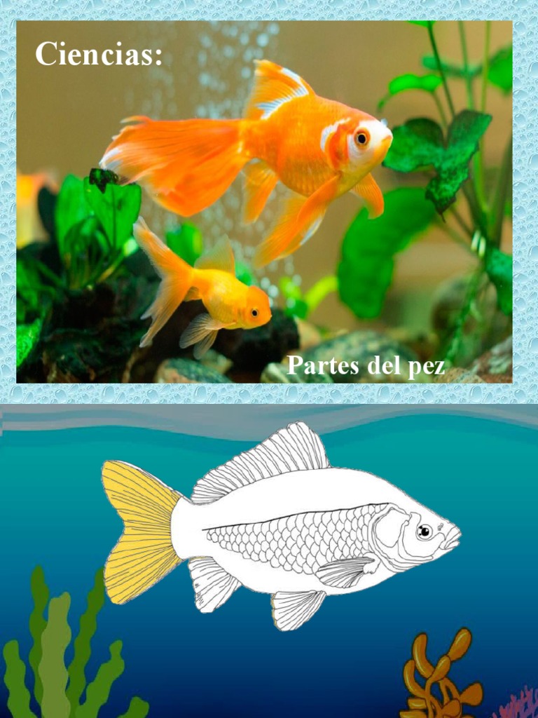 Partes del pez para niños | PDF | Ciencia y matemáticas
