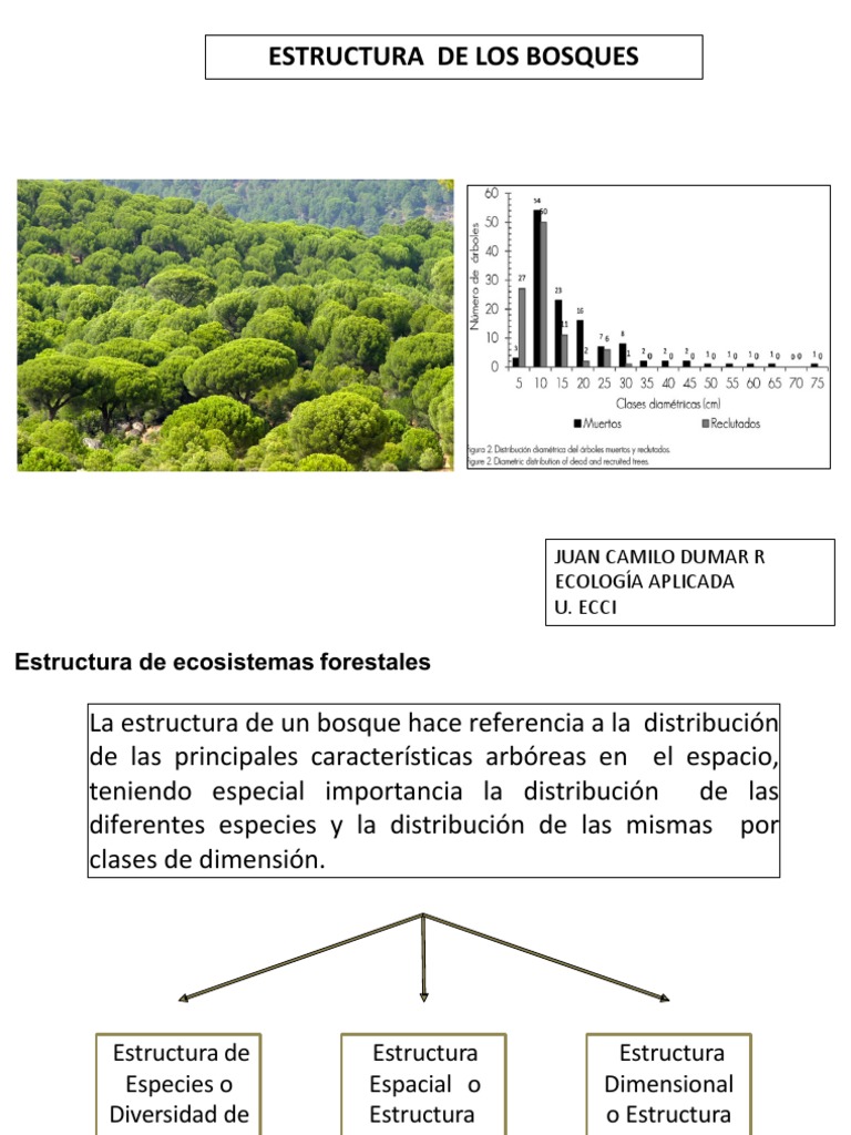 Estructura de los Bosques: Vertical y Horizontal | PDF | Suelo | Los ...