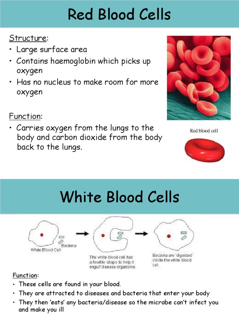 Red Blood Cell Structure And Function