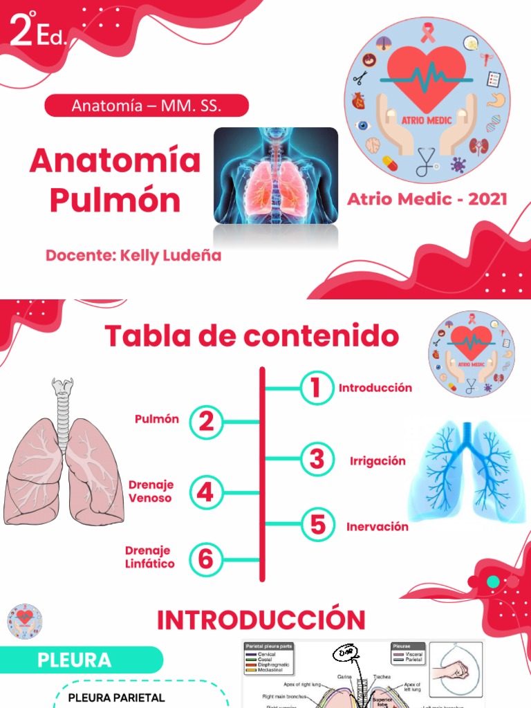 Anatomía Del Pulmón | PDF | Pulmón | Anatomía humana