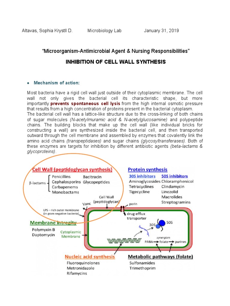 Worksheet 1 | PDF | Penicillin | Biology