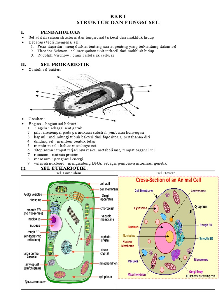 Bahan Ajar Sel | PDF