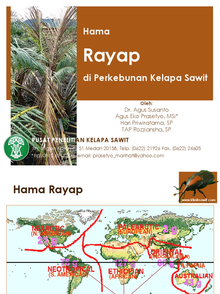 Rayap | PDF | Organisms | Insects