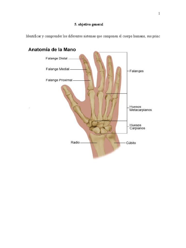 Anatomia de La Mano | PDF