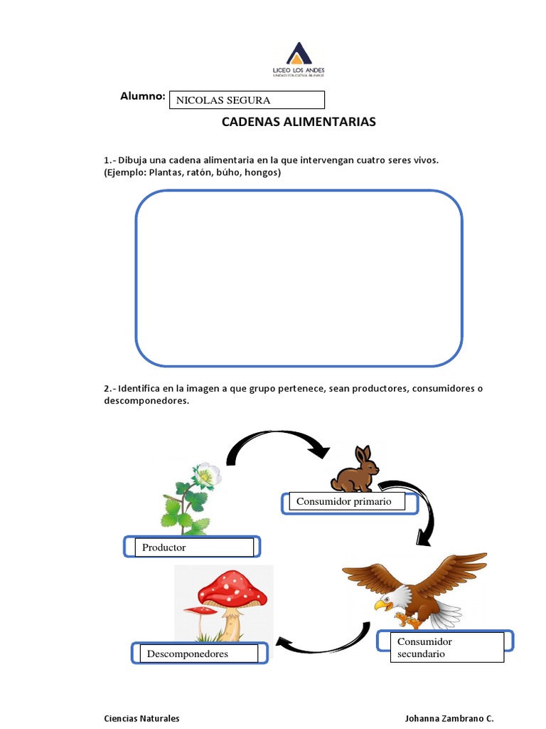 Hojas De Trabajo Sobre Cadenas Alimentarias Maqueta De La Cadena