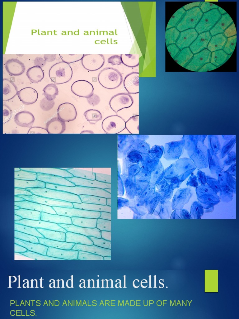 Chapter 1. Plant and Animcal Cells | PDF | Wellness | Science & Mathematics