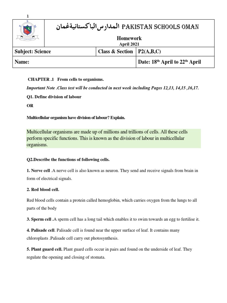 Division of Labour. Different Cells and Their Functions | PDF