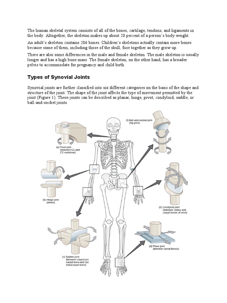 Types of Synovial Joints | PDF | Joint | Skeleton