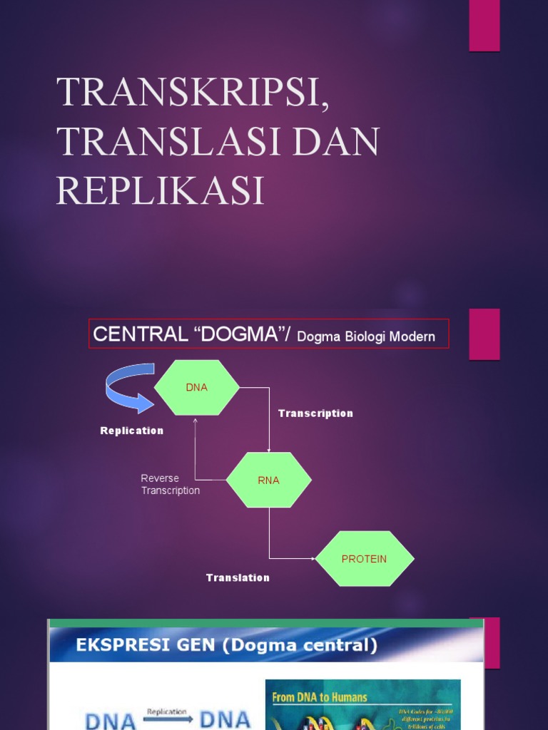 Proses Transkripsi dan Translasi DNA | PDF
