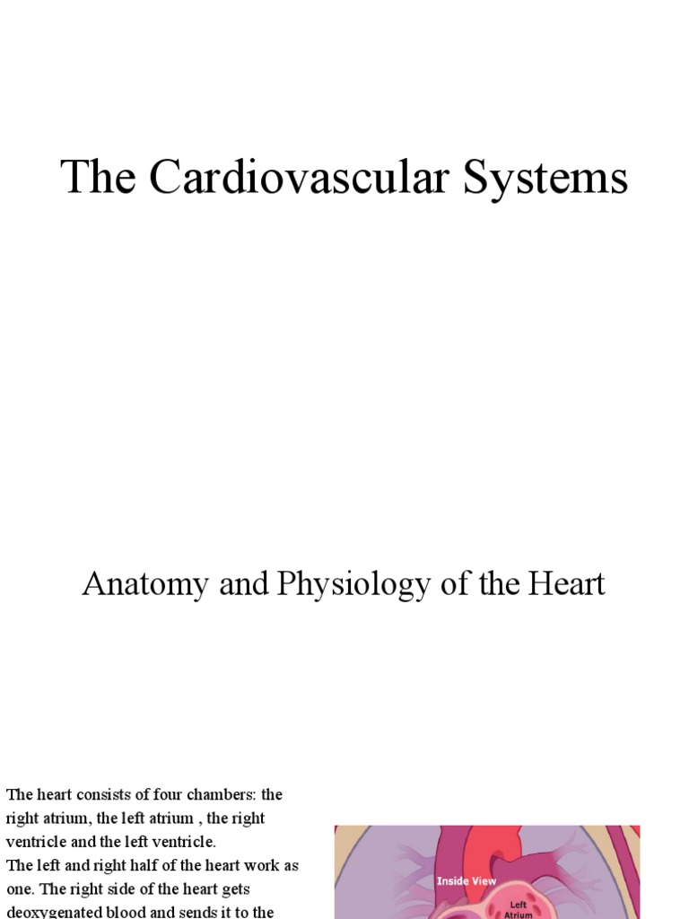 Cardiovascular Systems | PDF | Circulatory System | Atrium (Heart)